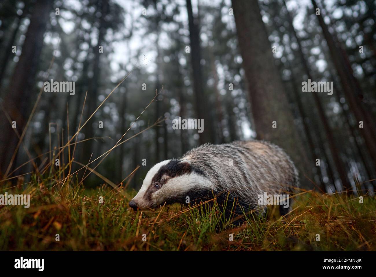 Badger in the forest. Hidden in bushes of cranberries. Nice wood in the ...