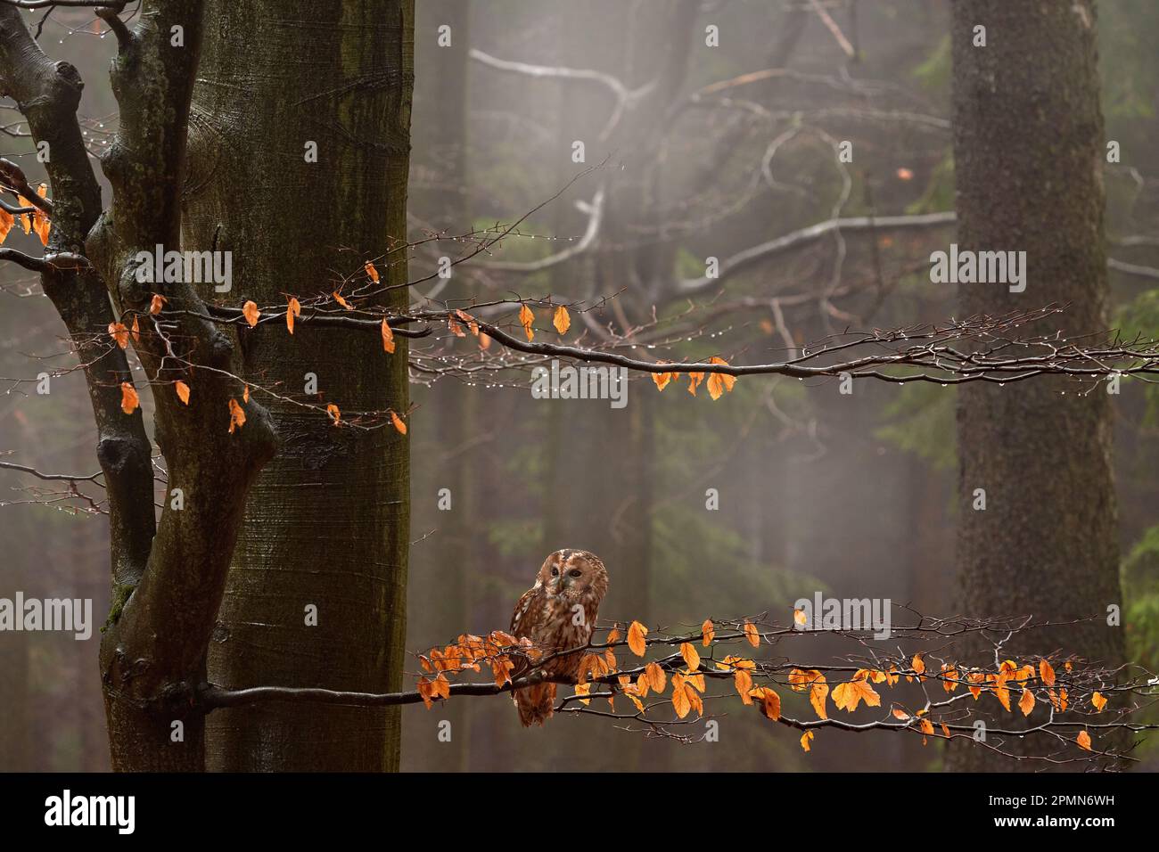 Orange leaves with bird. Tawny owl hidden in the fall wood, sitting on ...