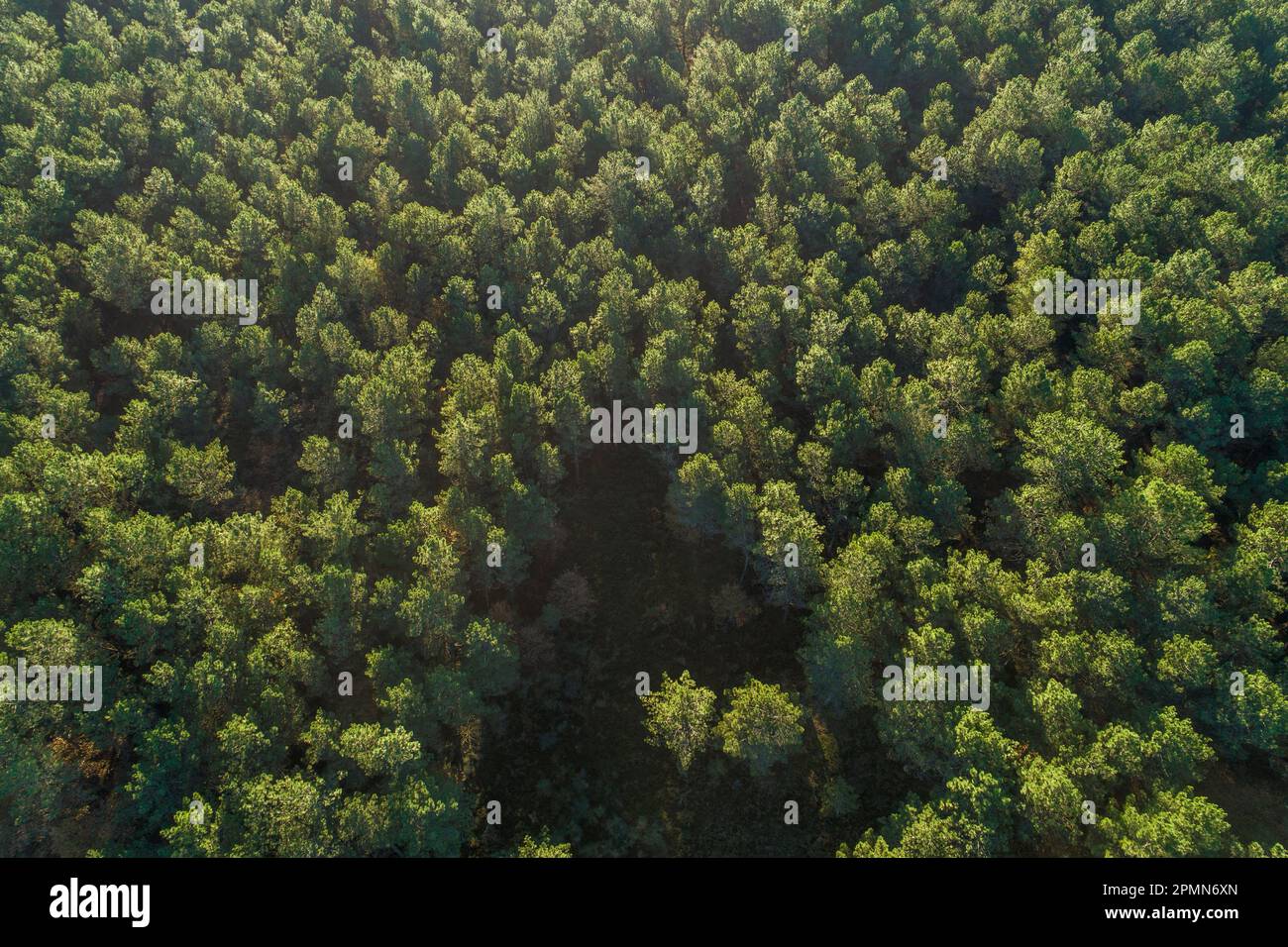 Aerial view vivid dense forest hi-res stock photography and images - Alamy