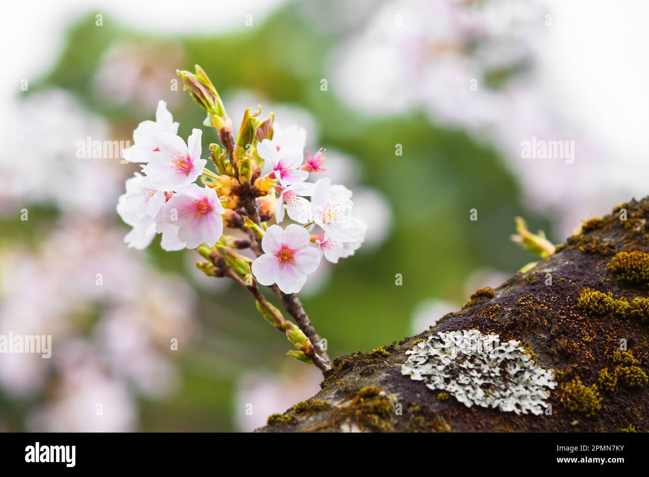 Cherry blossom tree trunk bloom hi-res stock photography and images - Alamy