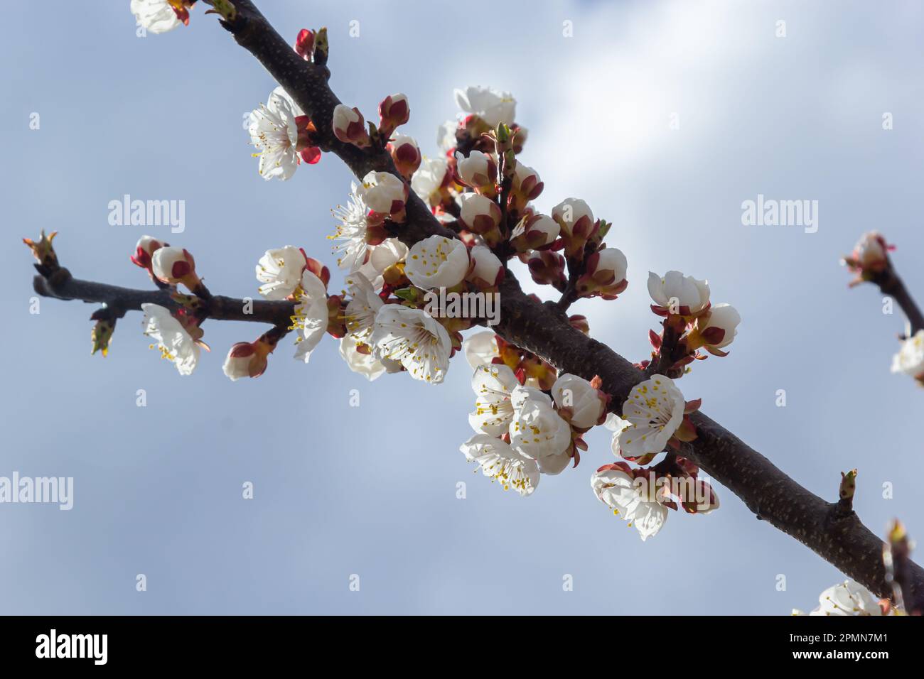 Beautiful white apricot tree blossoms in a spring garden. Apricot tree ...