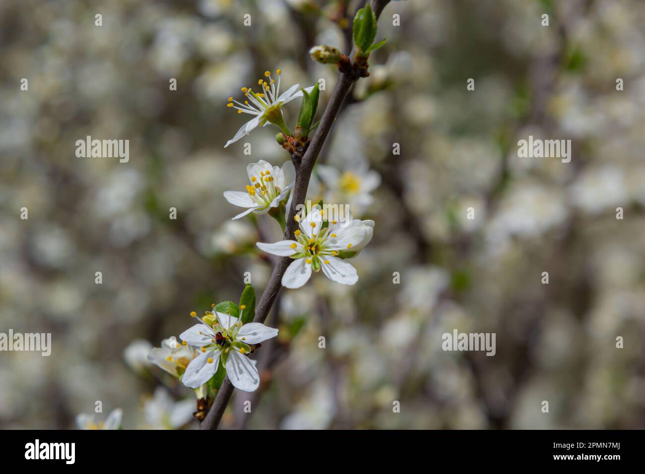 Blackthorn prunus spinosa sloe plant shrub white flower bloom blossom ...