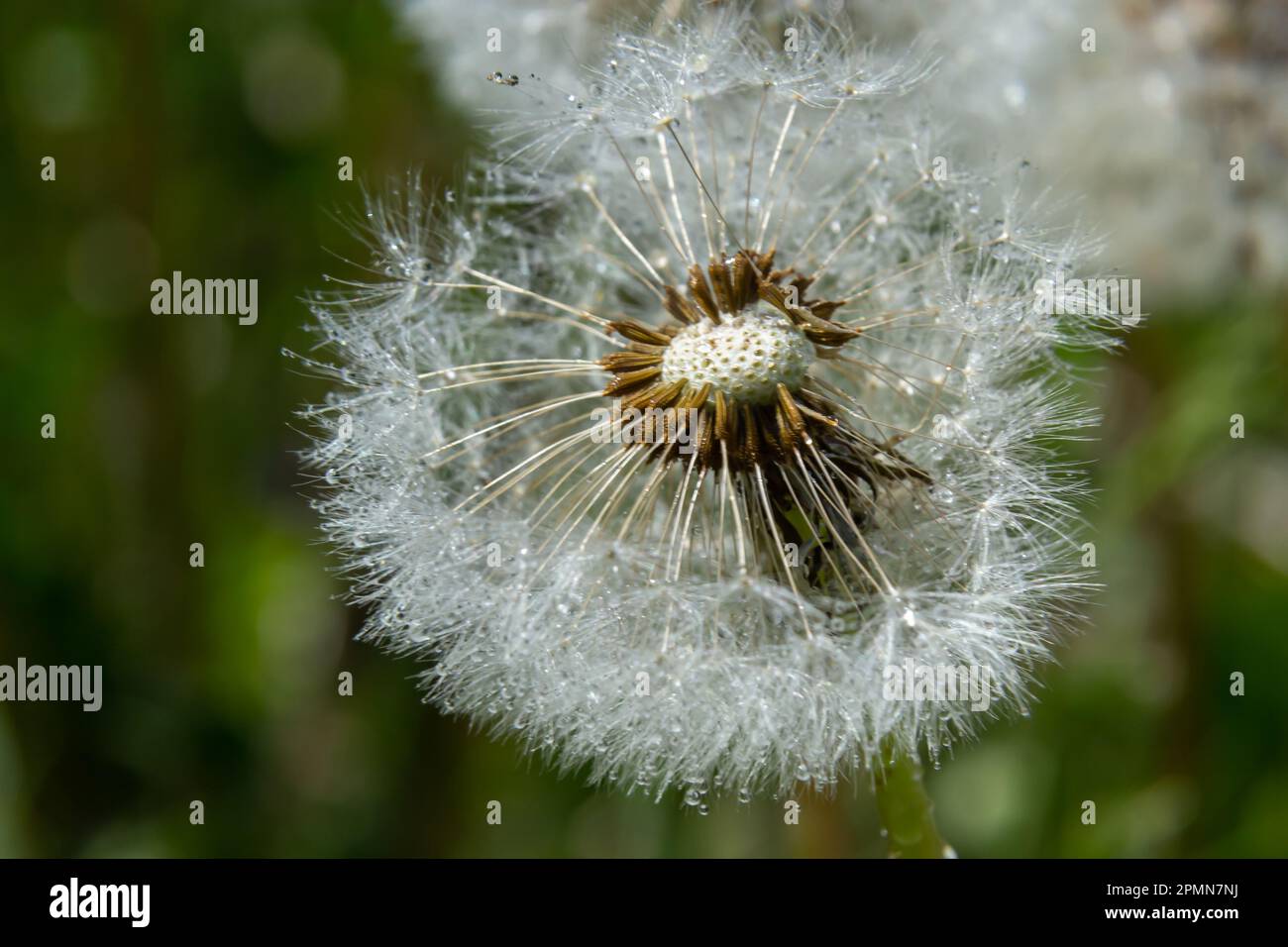 Common dandelion Taraxacum officinale faded flowers looks like snow ...