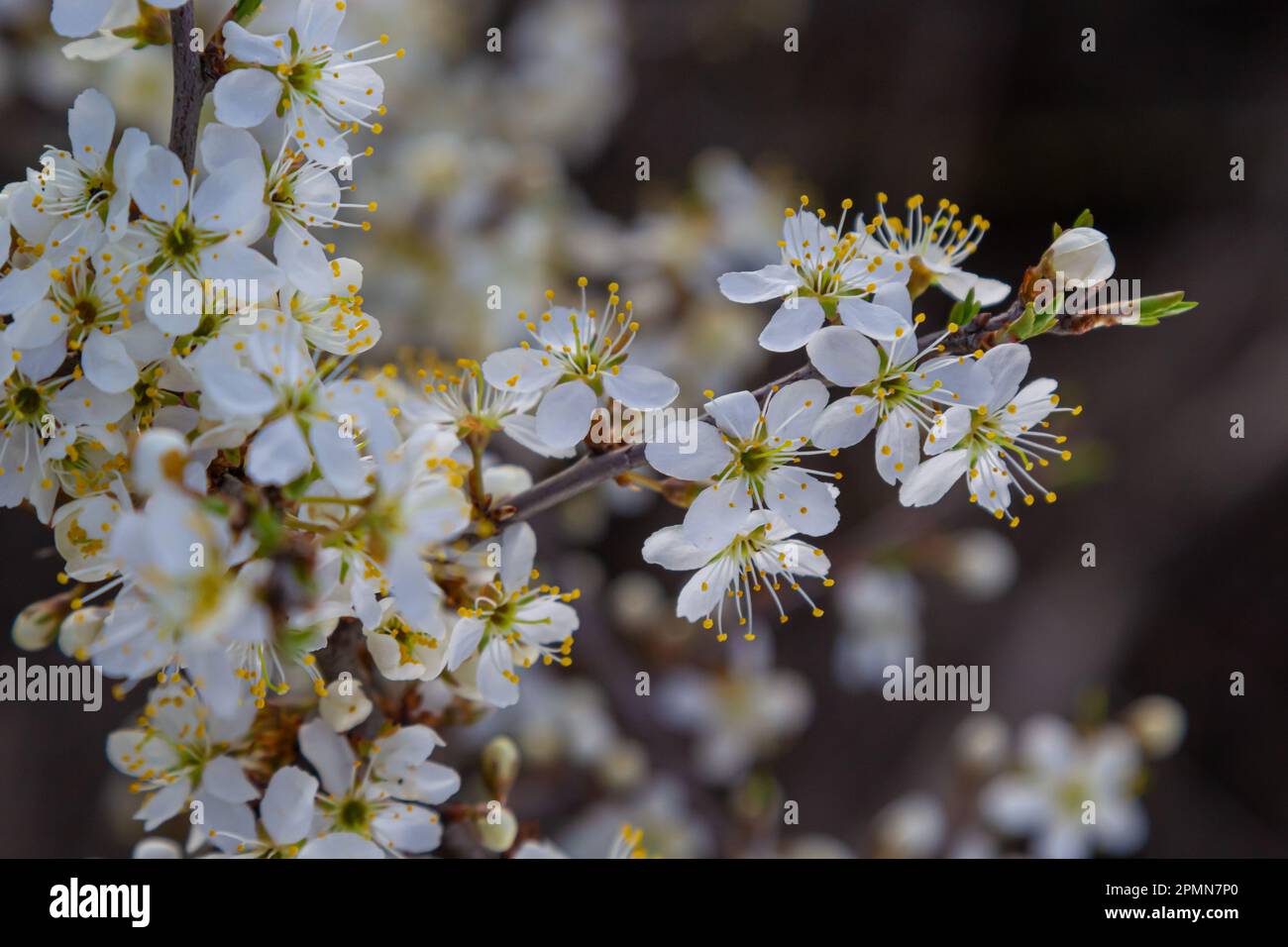 Blackthorn prunus spinosa sloe plant shrub white flower bloom blossom ...