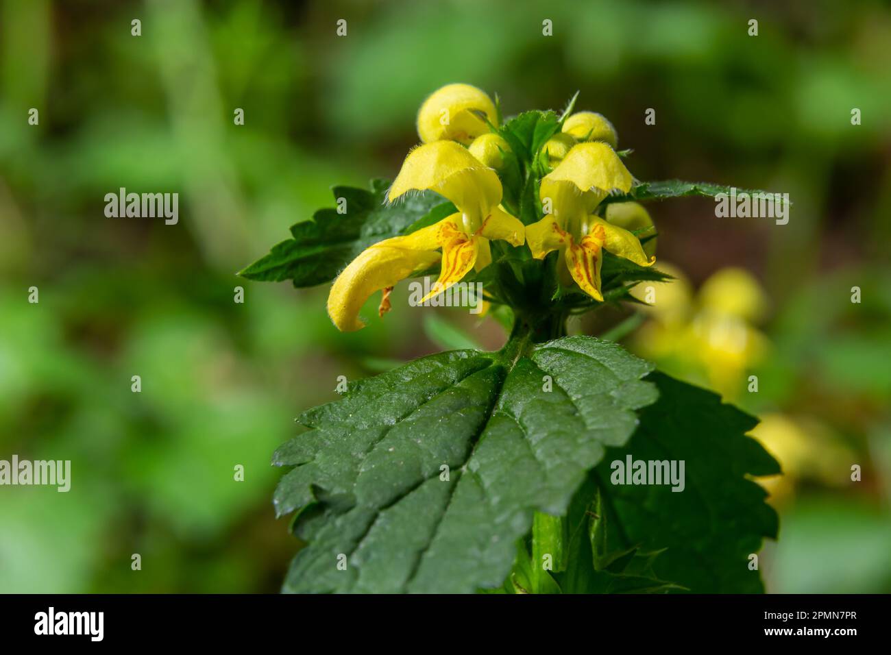 Lamiastrum galeobdolon other name Galeobdolon luteum, perennial yellow ...
