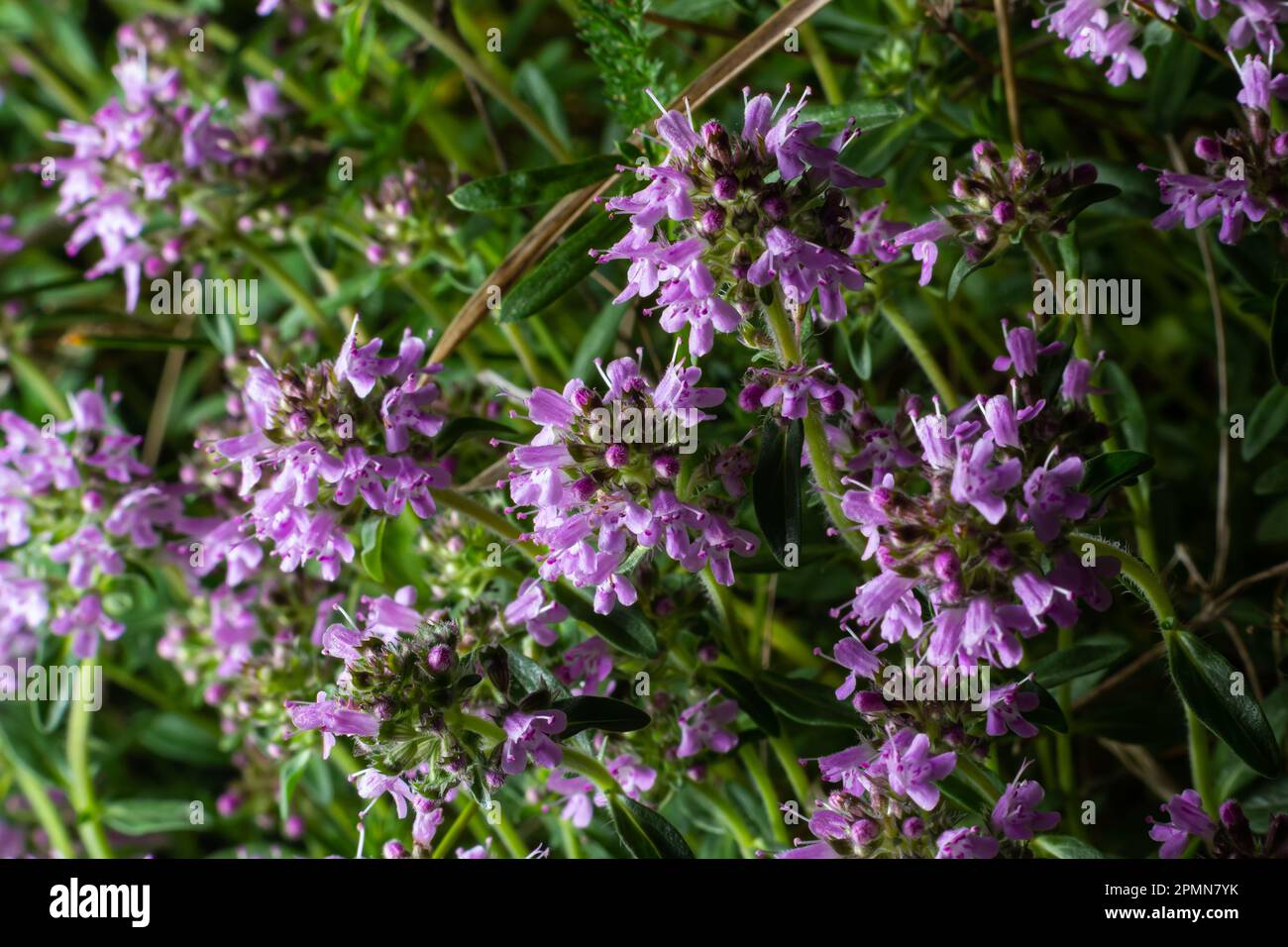 The macrophoto of herb Thymus serpyllum, Breckland thyme. Breckland ...