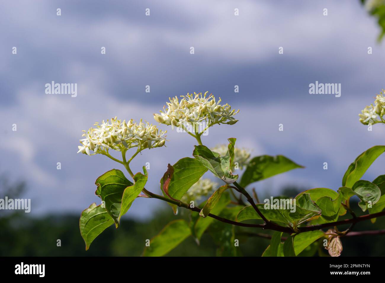 Cornus sanguinea - red dogwood plant in flower and full leaf. Cornus ...