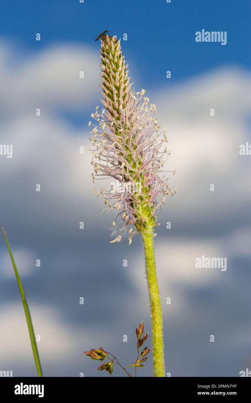 Plantago lanceolata is a species of flowering plant in the plantain ...