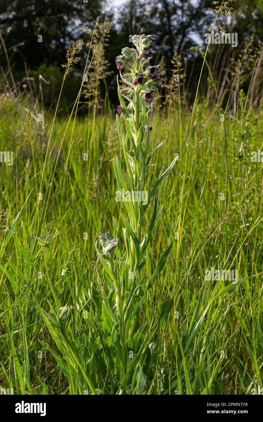 Blurred Houndstongue or dog's tongue, Cynoglossum officinale, flowering ...