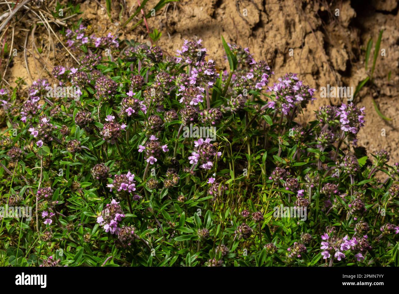Blossoming fragrant Thymus serpyllum, Breckland wild thyme, creeping ...