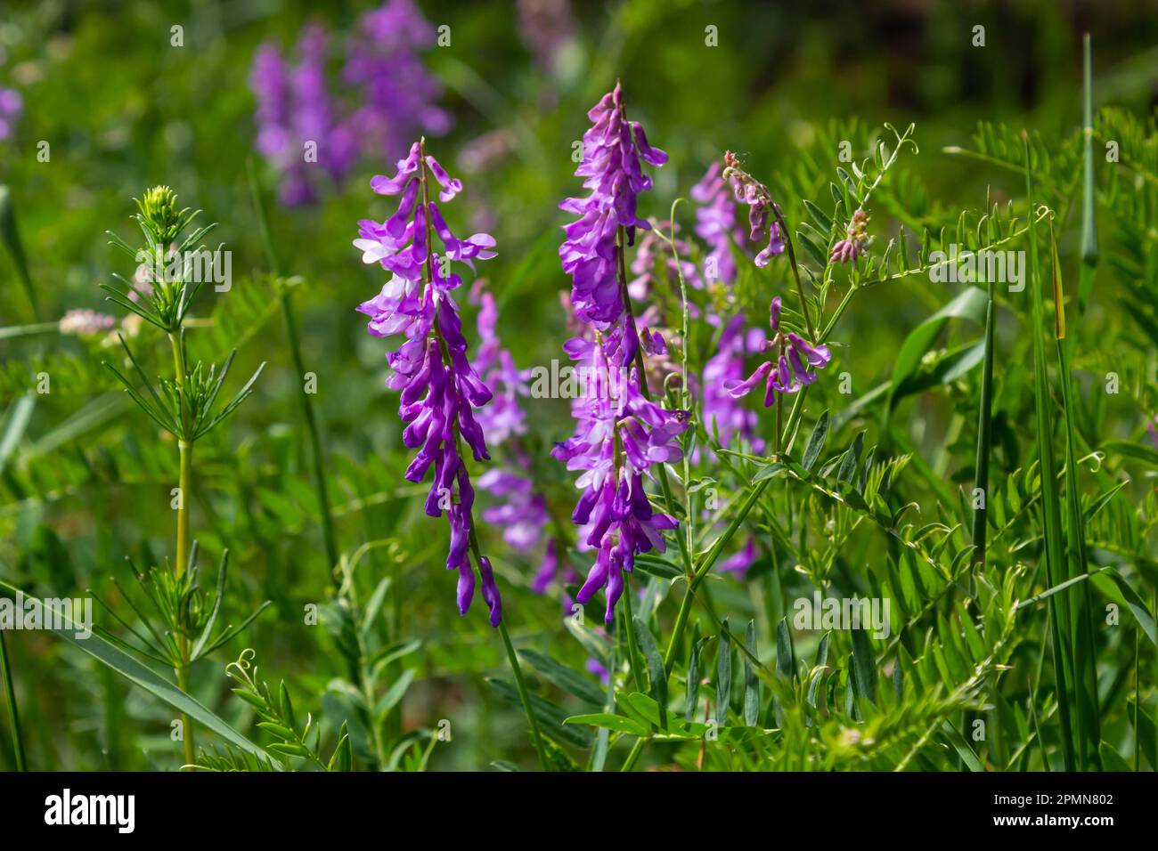 Fragile purple flowers background. Woolly or Fodder Vetch, Vicia villos ...