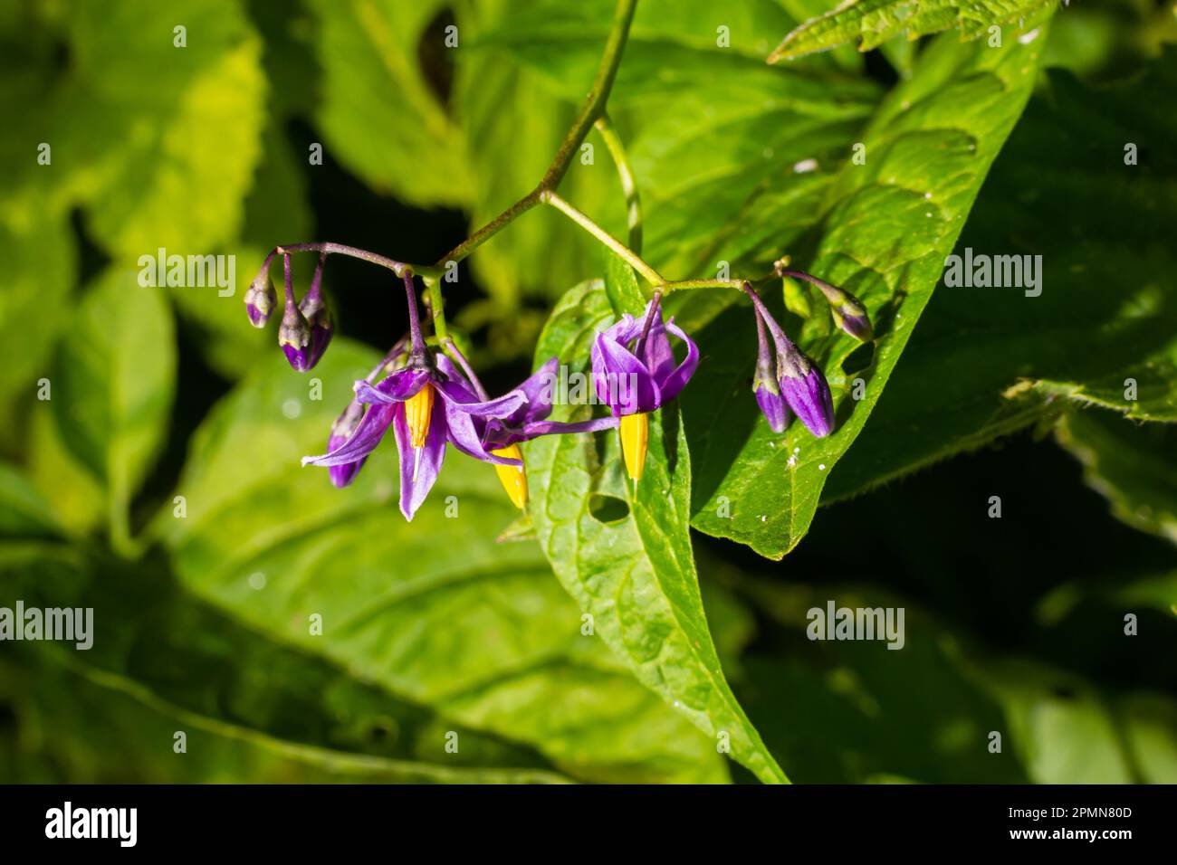 Purple and yellow flower of Devil's Grapes, Solanum dulcamara Stock ...