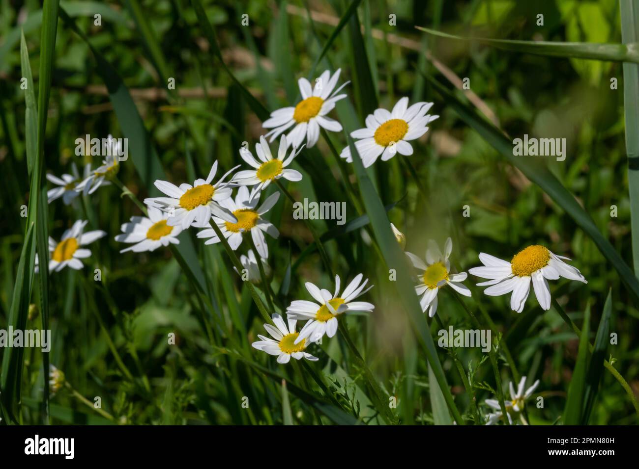 close up photo of Oxeye Daisy, Leucanthemum vulgare, also called giant ...