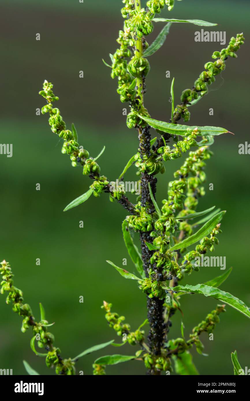 A bloom of bright green flower of sorrel closeup outdoors in nature in ...