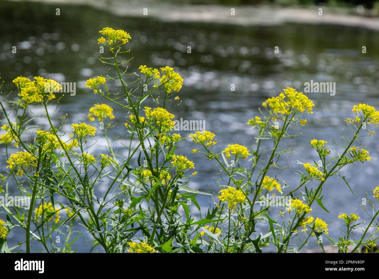 the Close up of Wintercress Barbarea vulgaris Brassicaceae. Selective ...