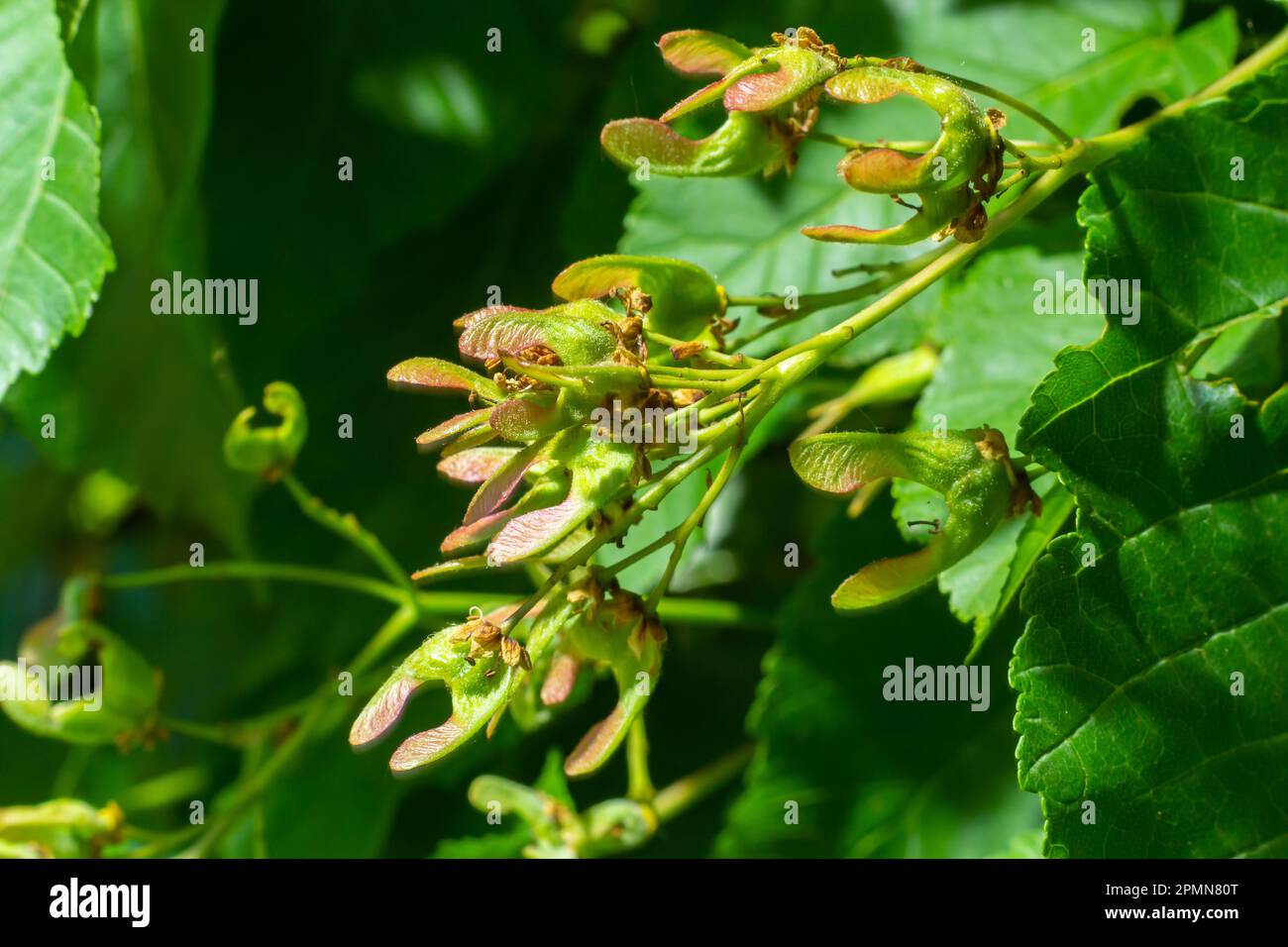 A close up of reddish-pink maturing fruits of Acer tataricum subsp ...