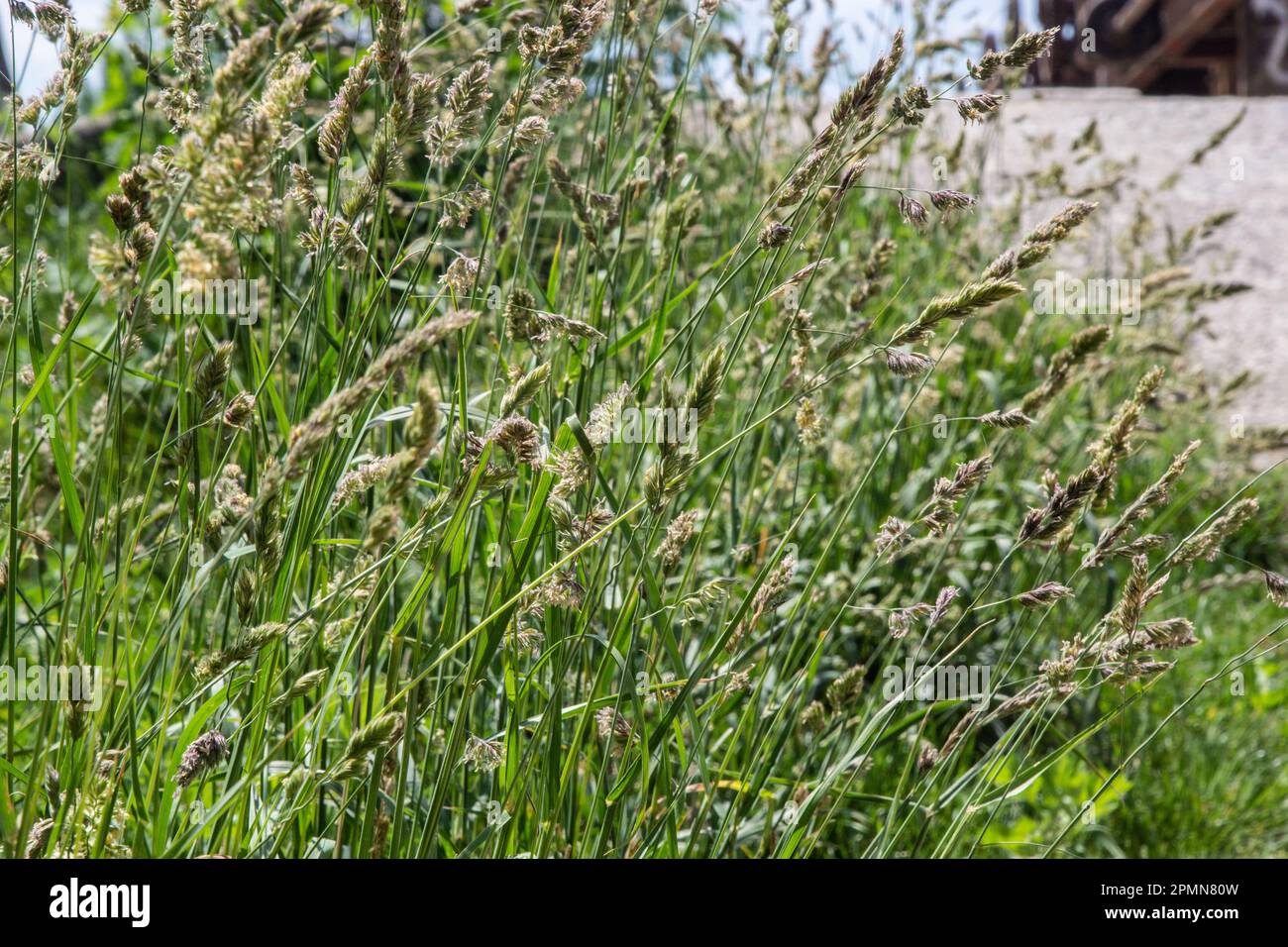 Wild grasses against sunset in springtime in front of north atlantic ...