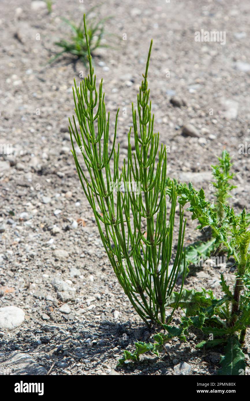 Equisetum arvense, the field horsetail or common horsetail, is an ...