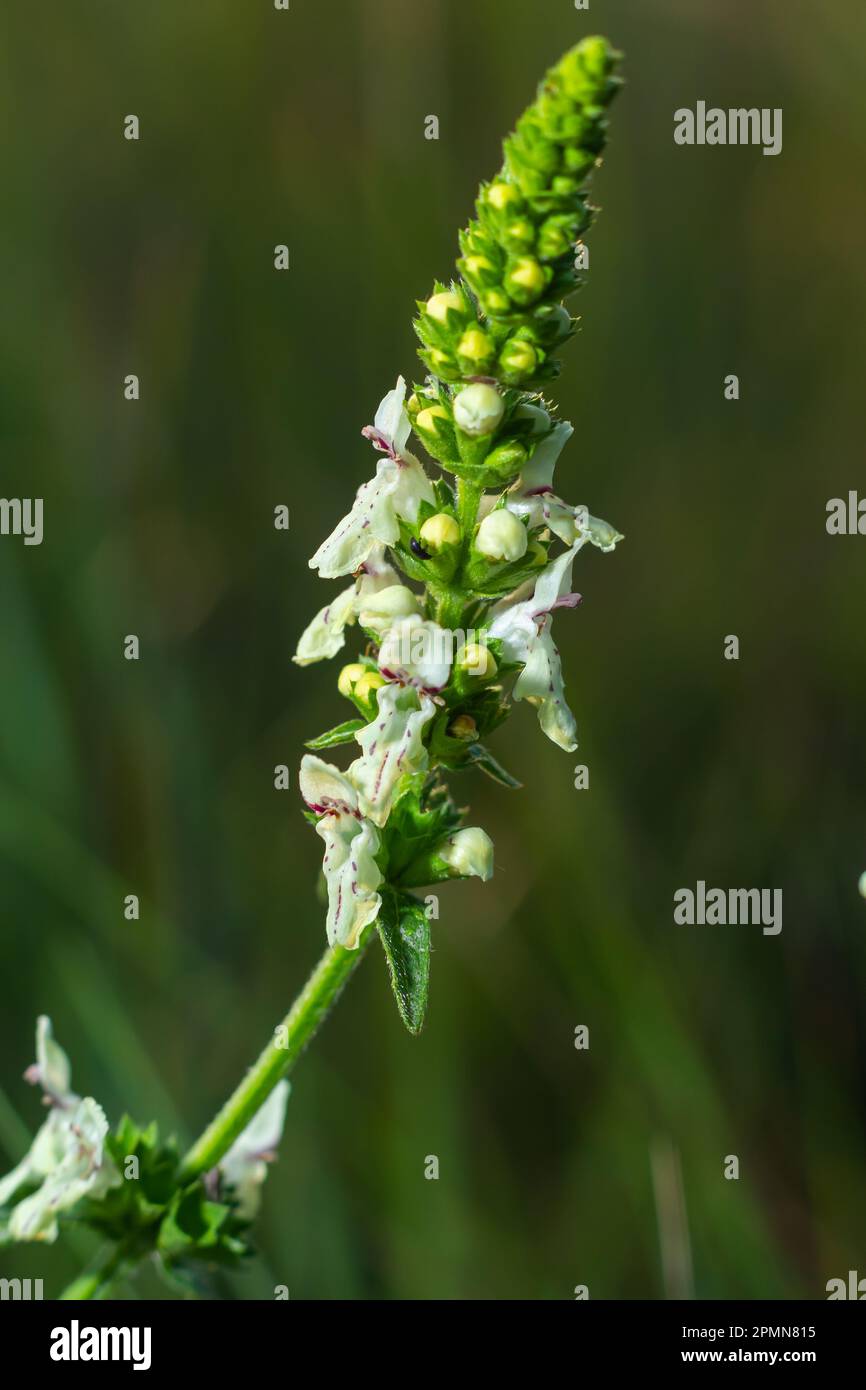 Recta hi-res stock photography and images - Alamy