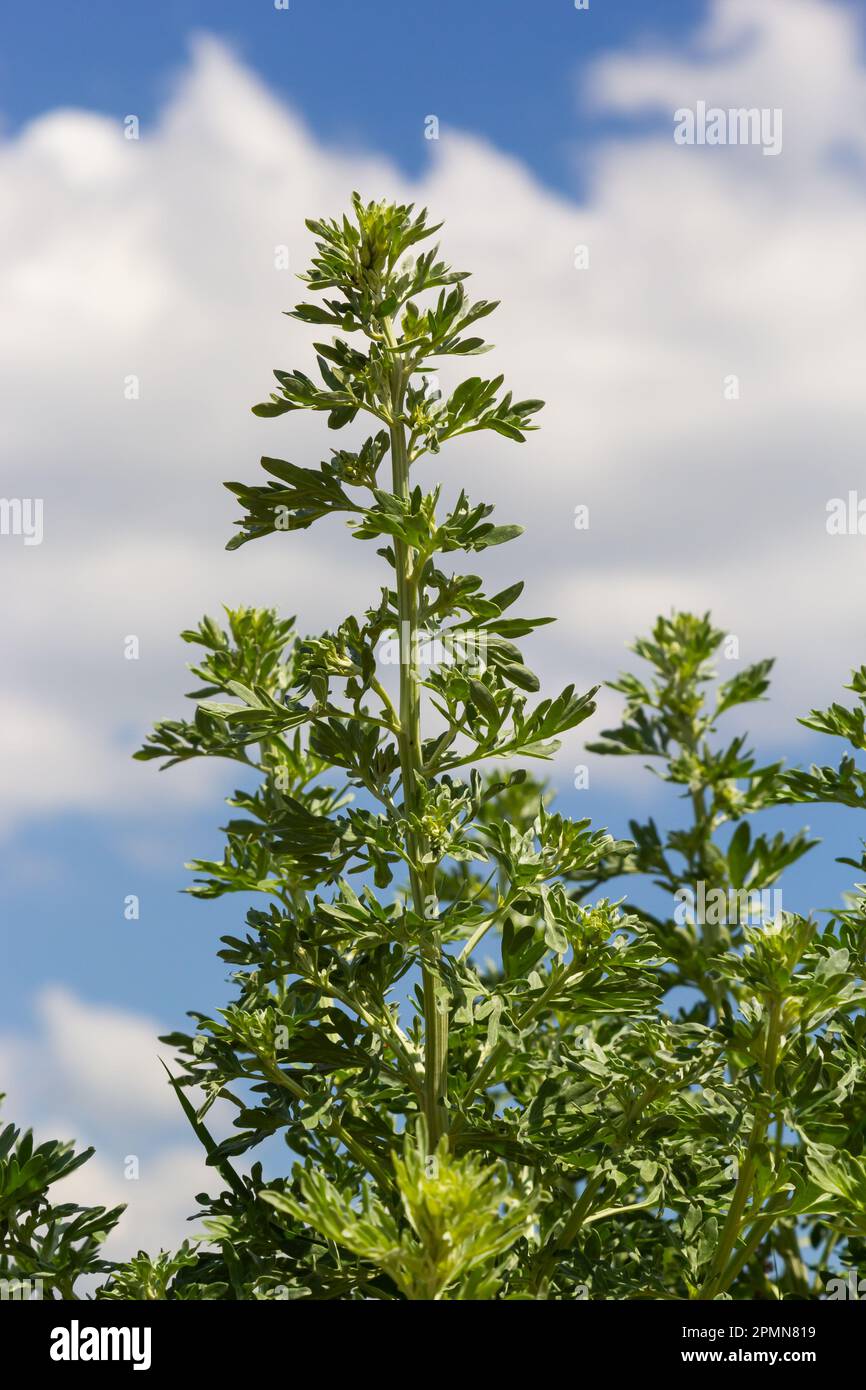 Wormwood, Artemisia absinthium, perennial herb of silvery color, with a ...
