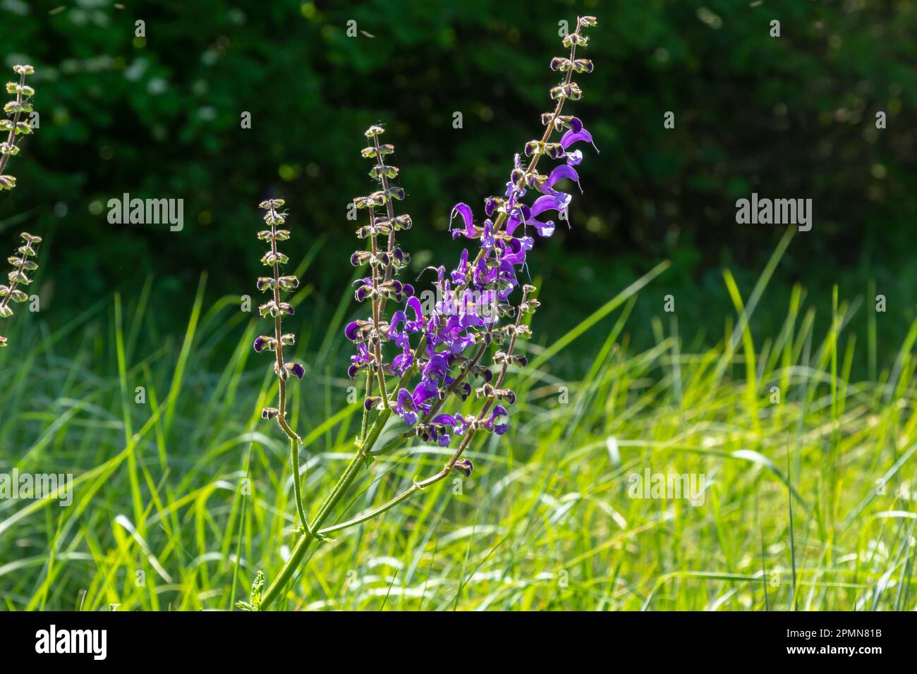 Salvia pratensis, the meadow clary or meadow sage, is a species of ...