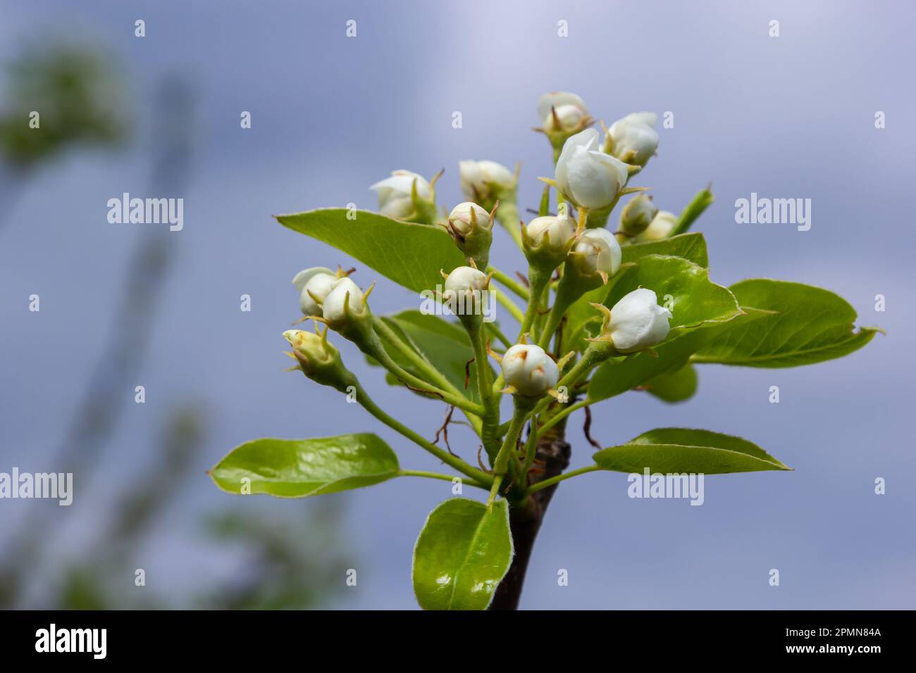 Pear blossom and spring season. Pear tree in bloom. Blurred background ...