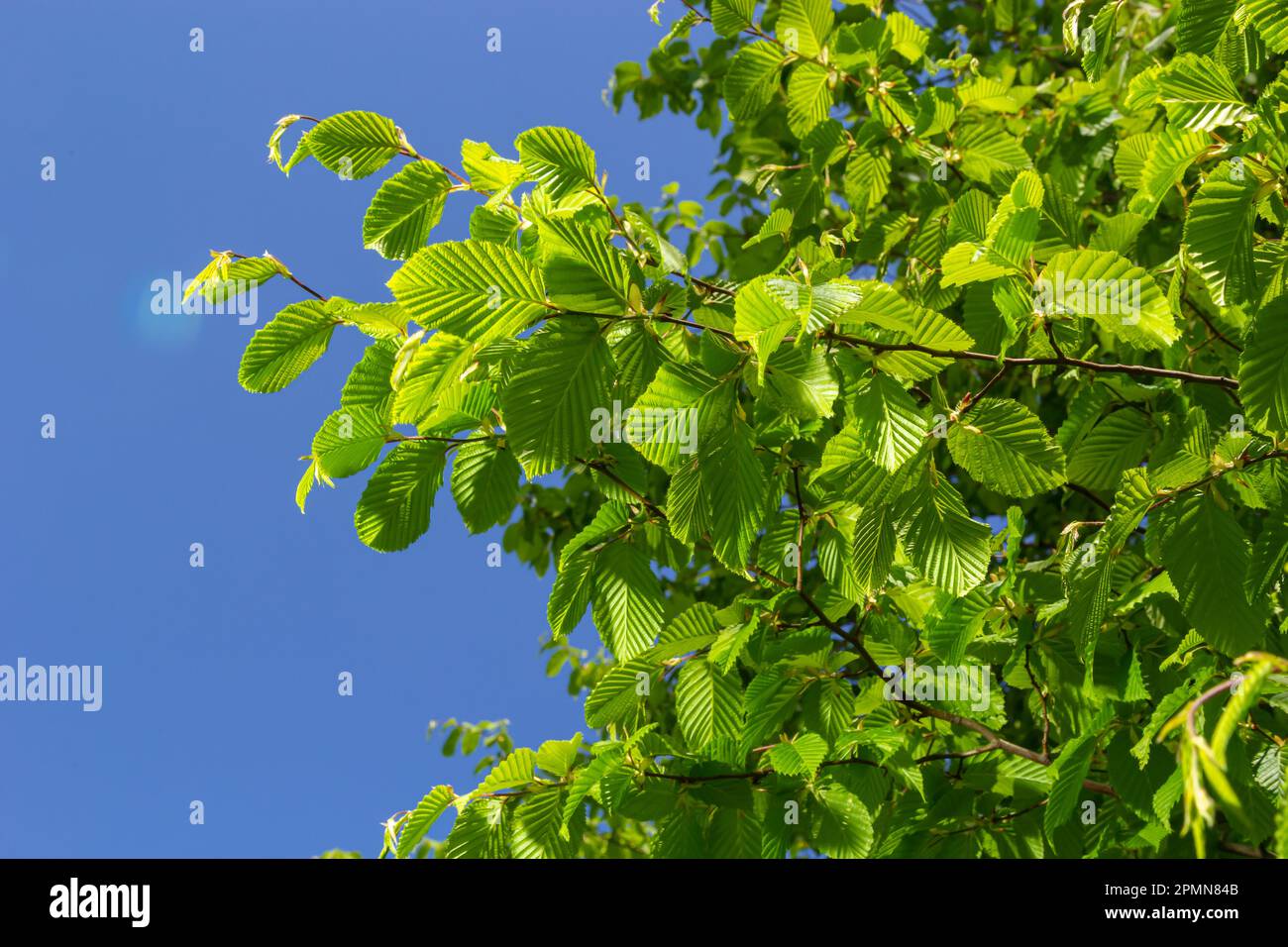 Young elm tree hi-res stock photography and images - Alamy