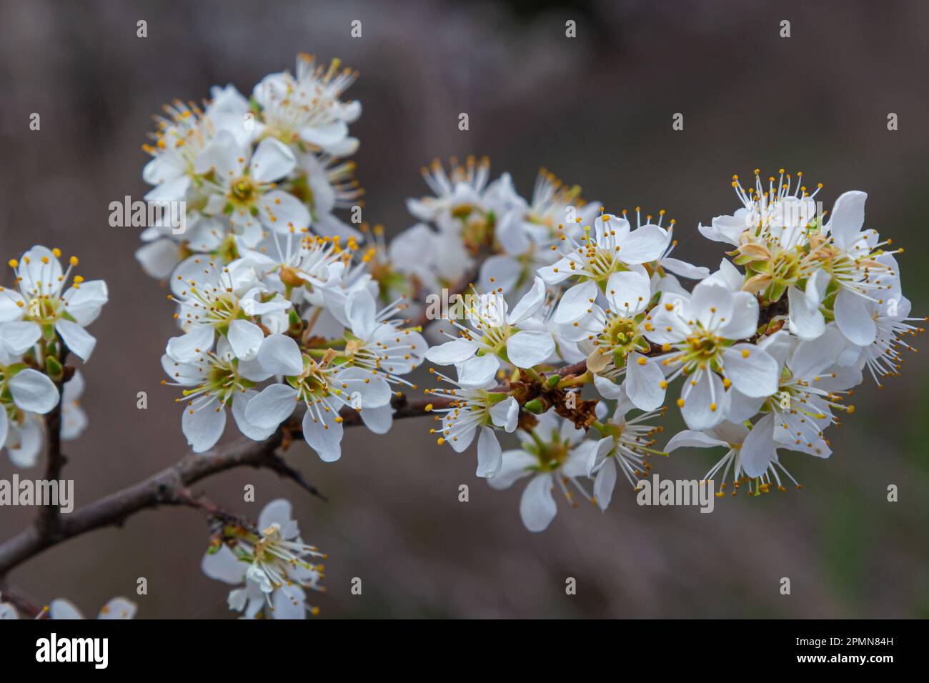 Prunus spinosa, called blackthorn or sloe, is a species of flowering ...
