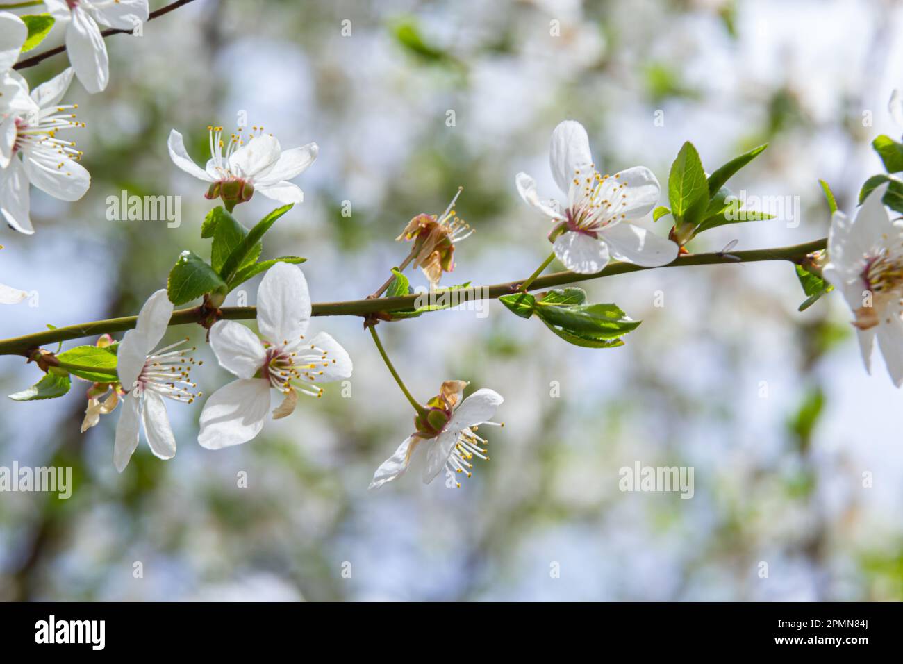 Prunus Cerasifera Blooming white plum tree. White flowers of Prunus ...