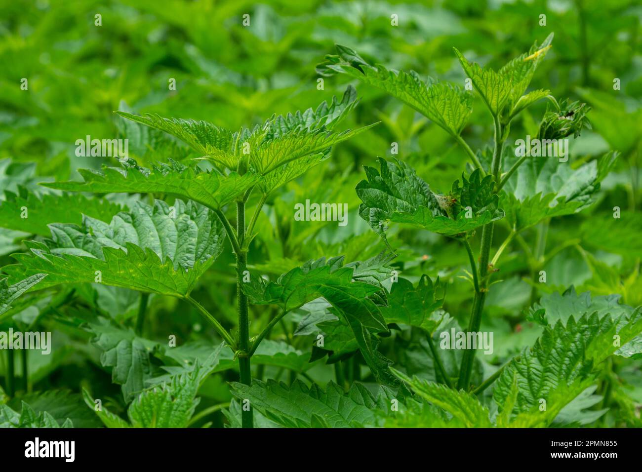 Sting nettle hi-res stock photography and images - Alamy
