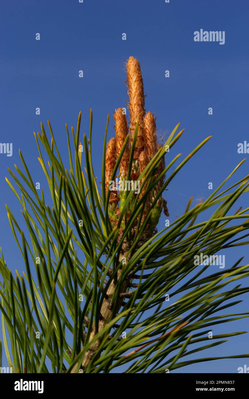 There are long buds on a pine branch. Buds appear on the pine tree in ...