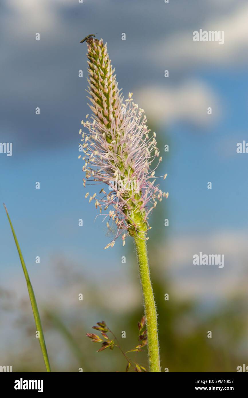 Plantago lanceolata is a species of flowering plant in the plantain ...