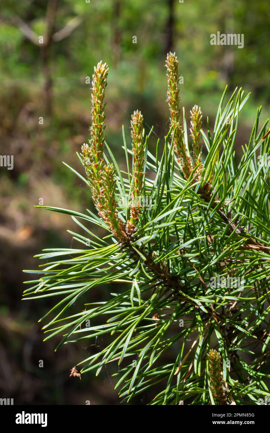 There are long buds on a pine branch. Buds appear on the pine tree in ...