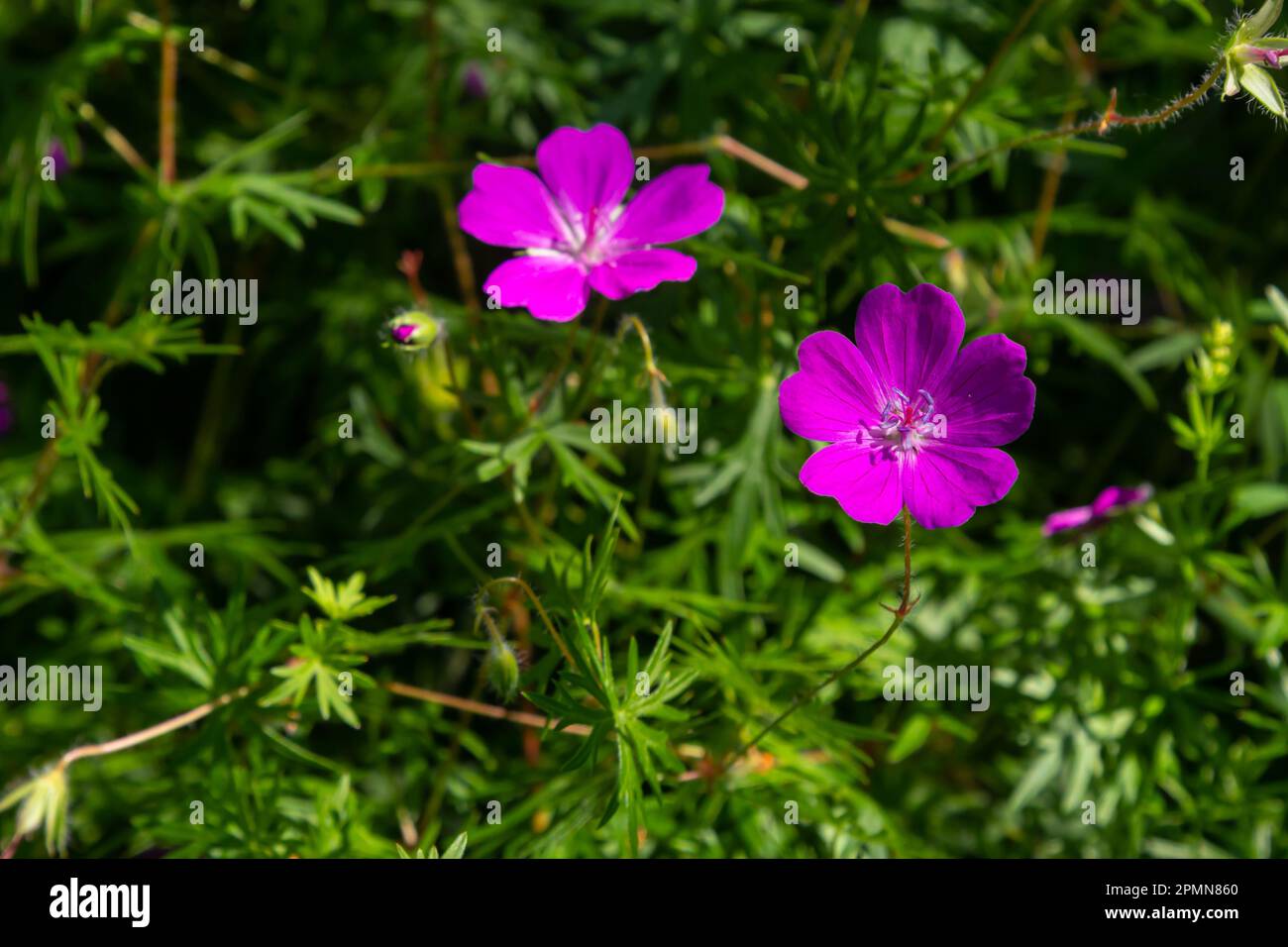 Purple flowers of Wild Geranium maculatum close up. Spring nature ...