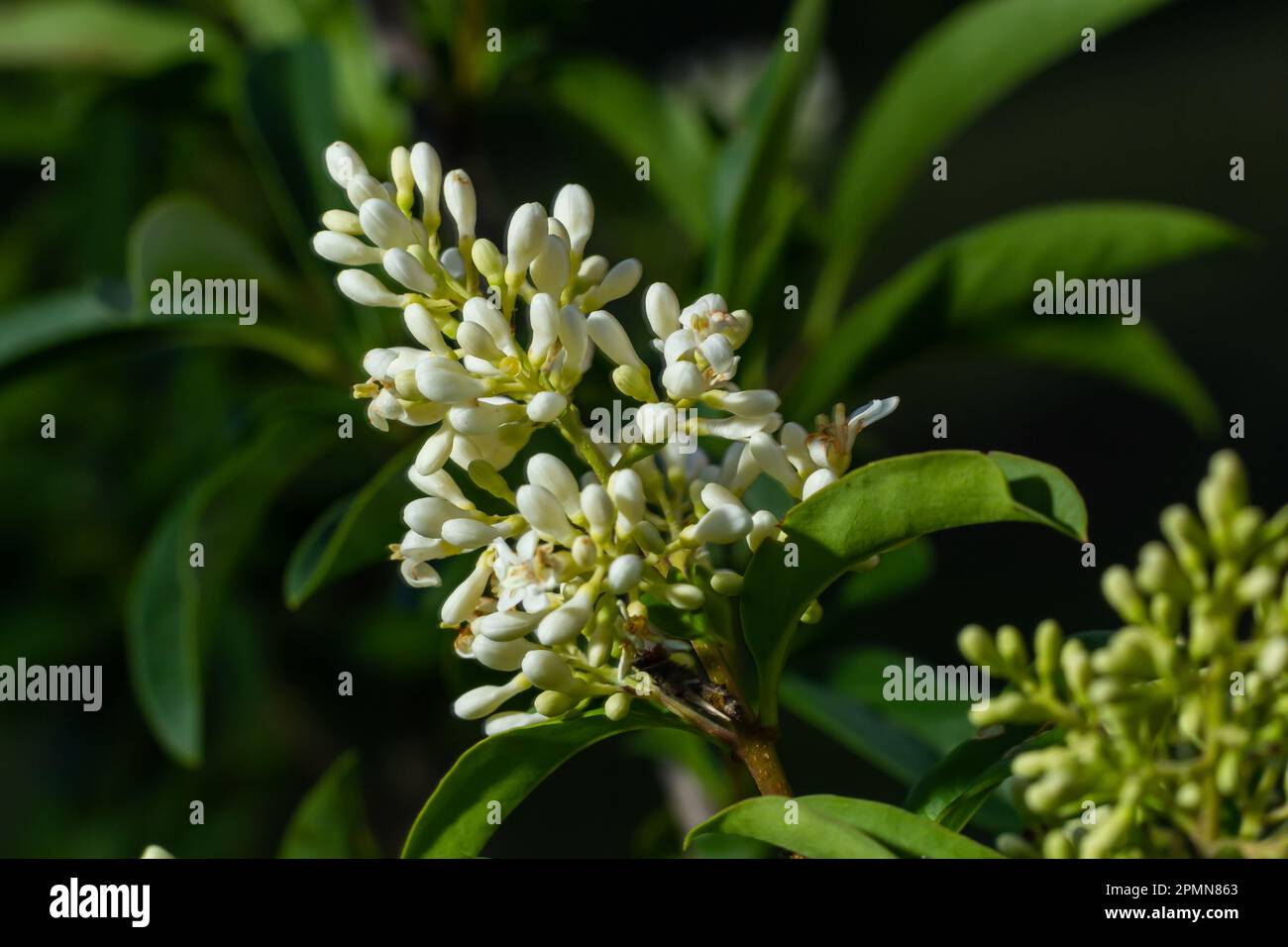 Ligustrum vulgare wild european privet white flowering plant, group of ...