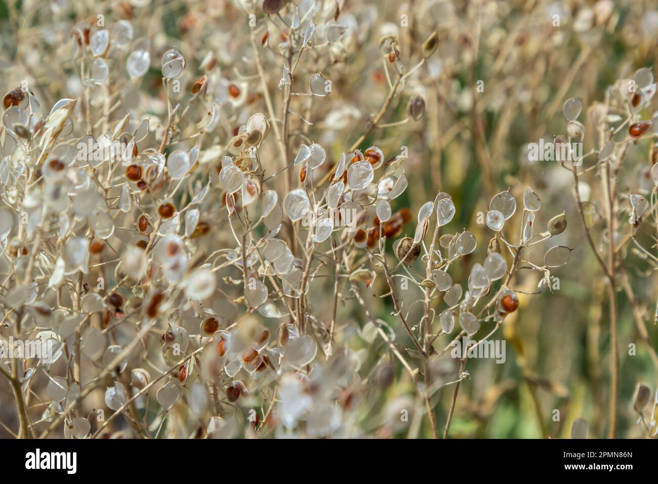 Close up texture of drying grain standing in a field, warm light, stems ...