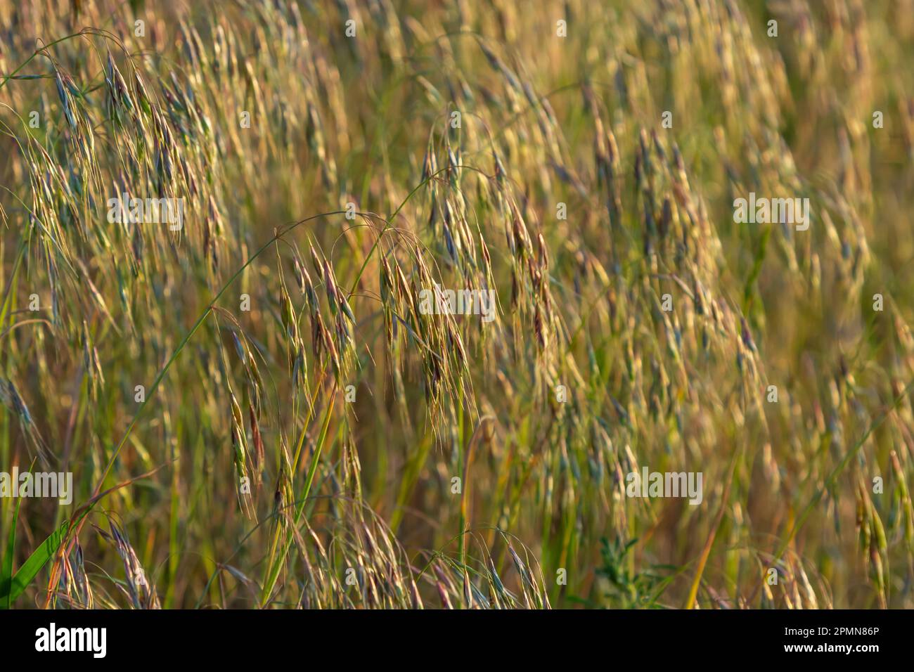 The plant Bromus sterilis, anysantha sterilis, or barren brome belongs ...