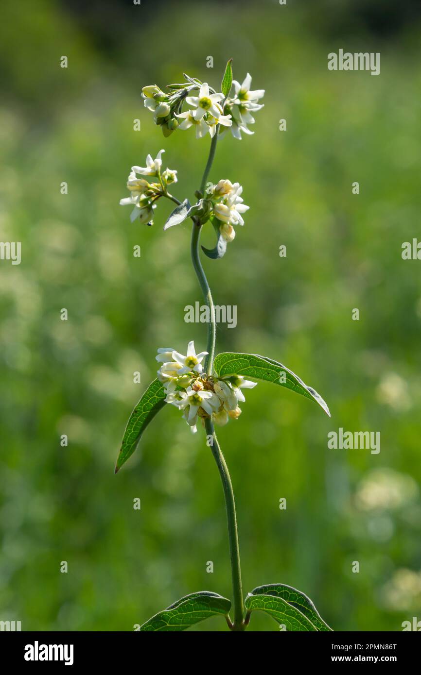 Vincetoxicum hirundinaria subsp. hirundinaria, white swallow-wort. Wild ...