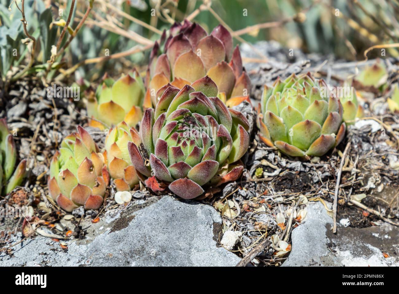Houseleek flower hi-res stock photography and images - Alamy