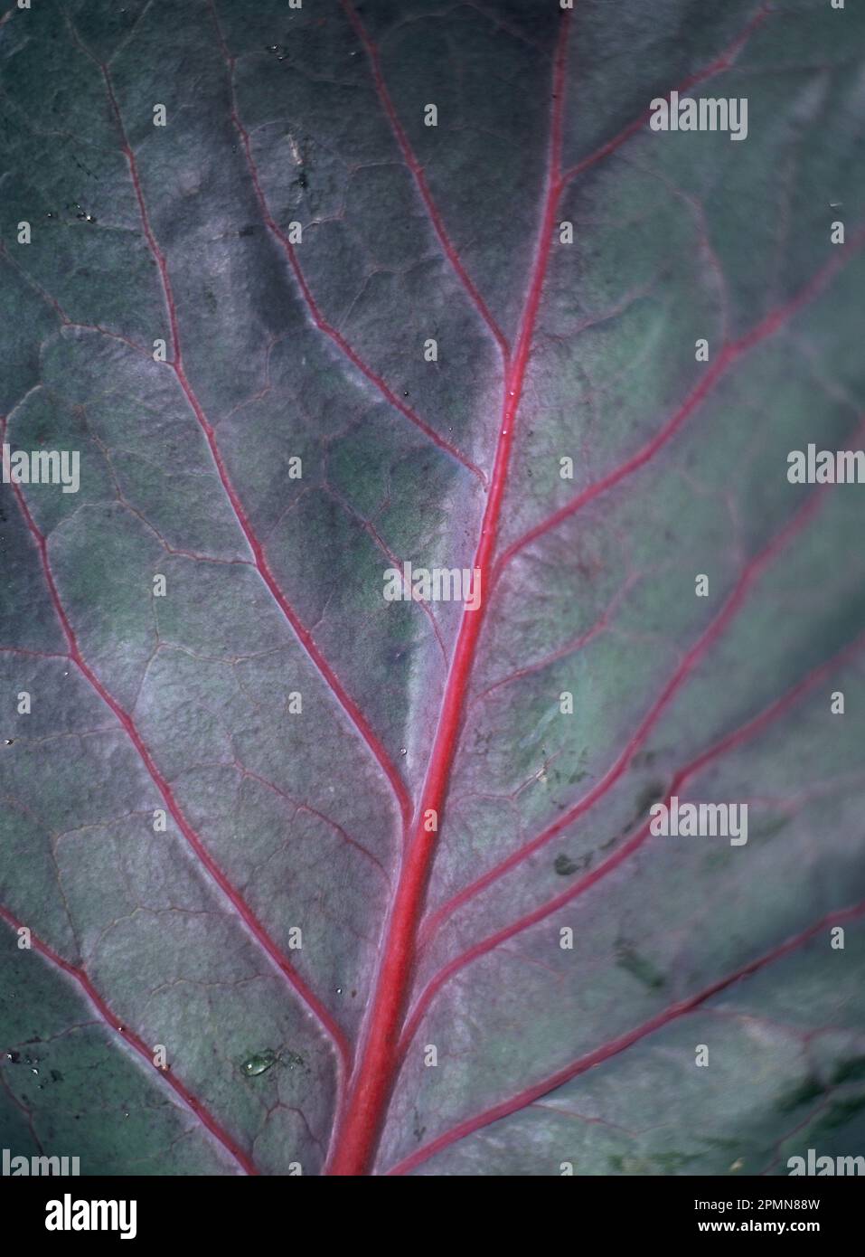Cabbage cultivar hi-res stock photography and images - Alamy