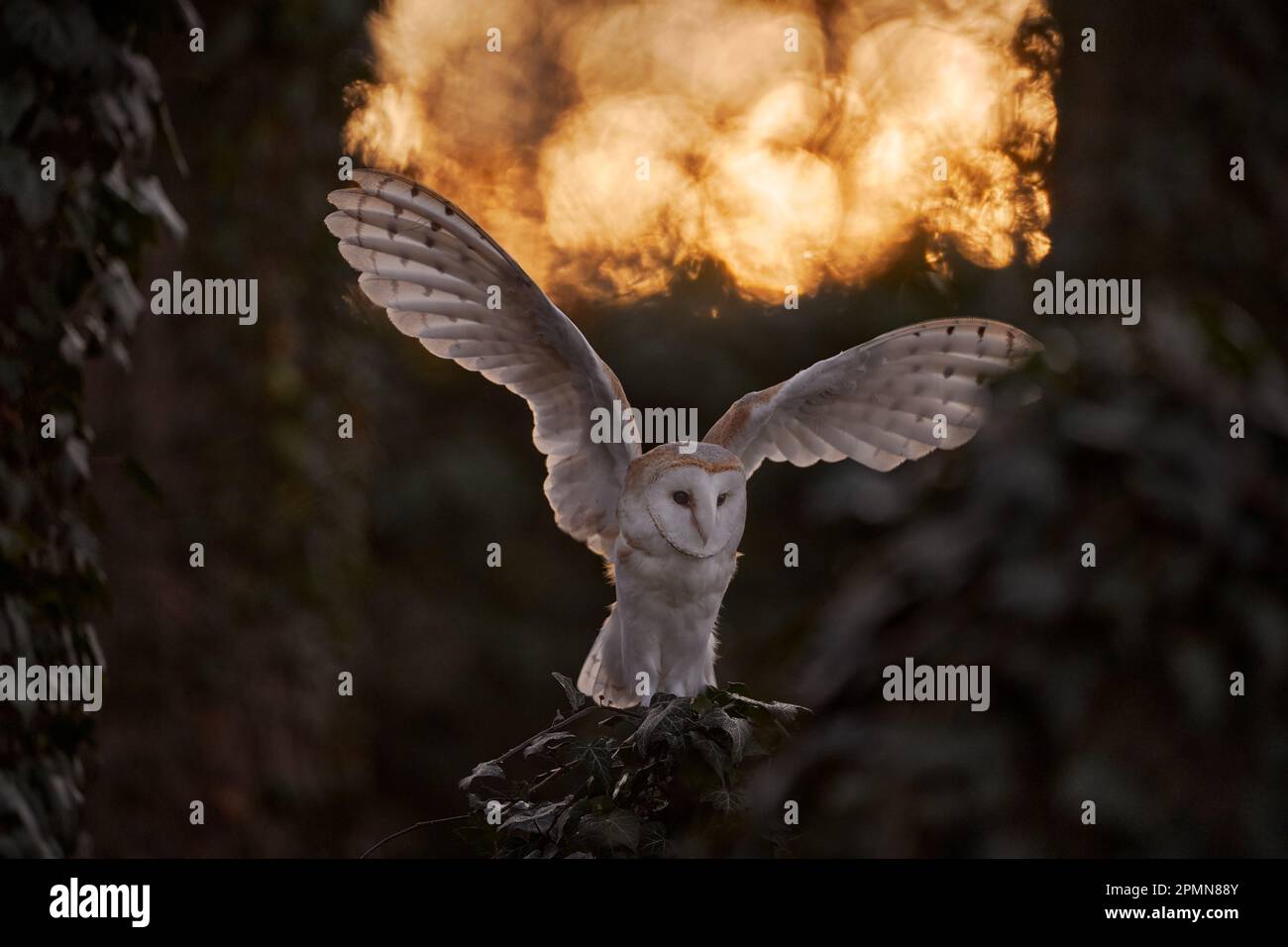 Owl - Urban wildlife. Magic bird Barn owl, Tyto alba, flying above ...