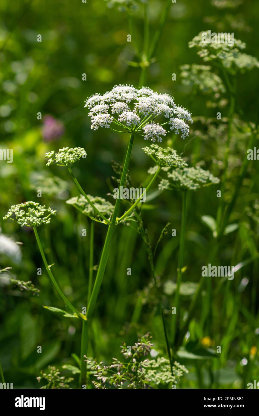 Bishops goutweed aegopodium podagraria hi-res stock photography and ...