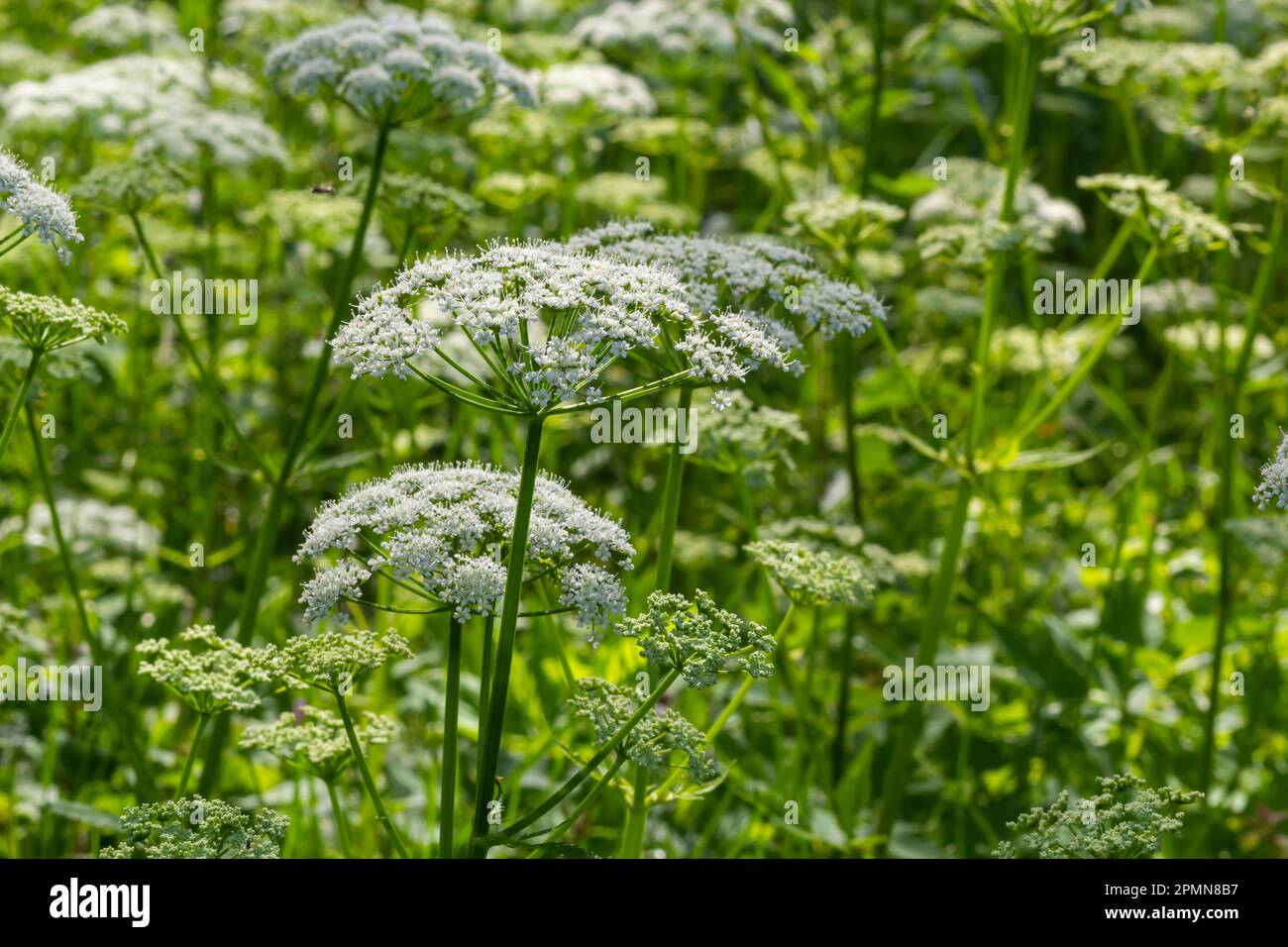 Bishops goutweed aegopodium podagraria hi-res stock photography and ...