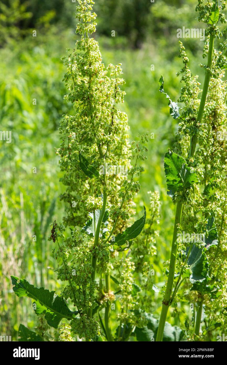 A bloom of bright green flower of sorrel closeup outdoors in nature in ...