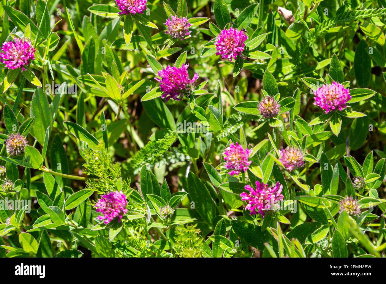 Trifolium pratense. Thickets of a blossoming clover. Red clover plants ...