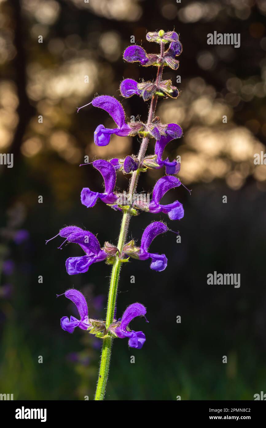 Salvia pratensis, the meadow clary or meadow sage, is a species of ...