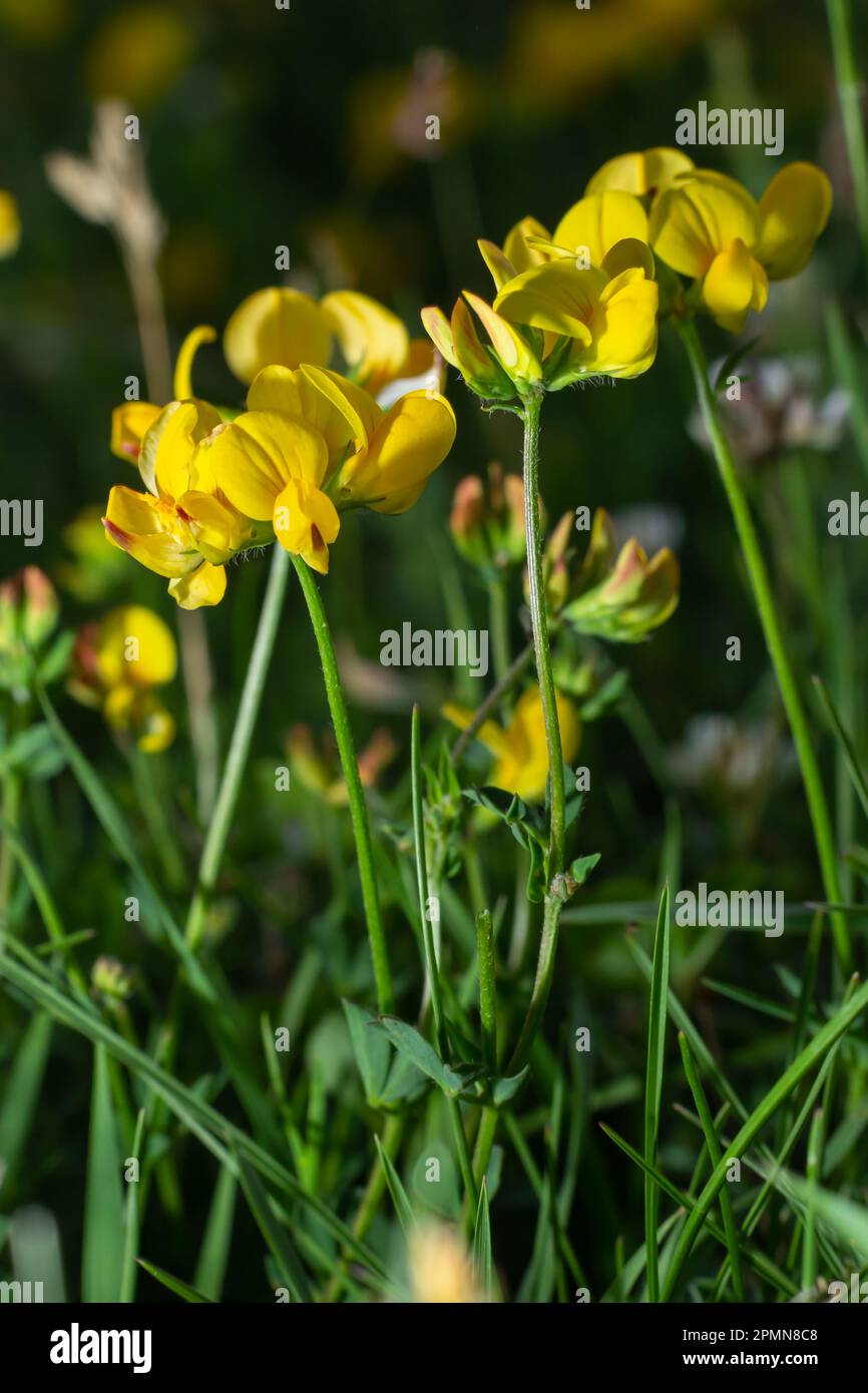 Lotus flower field hi-res stock photography and images - Alamy