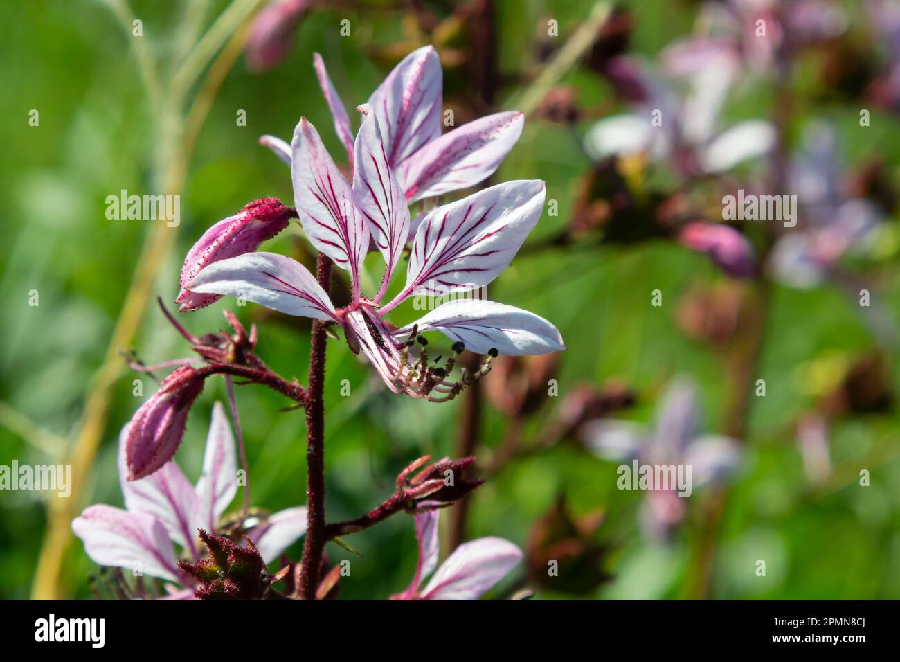 Burning-bush, Dictamnus albus. Dictamnus is a genus of flowering plant ...