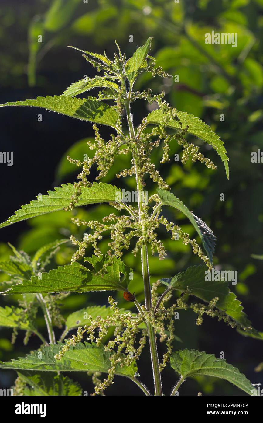 Urtica dioica, often called common nettle, or stinging nettle, or ...