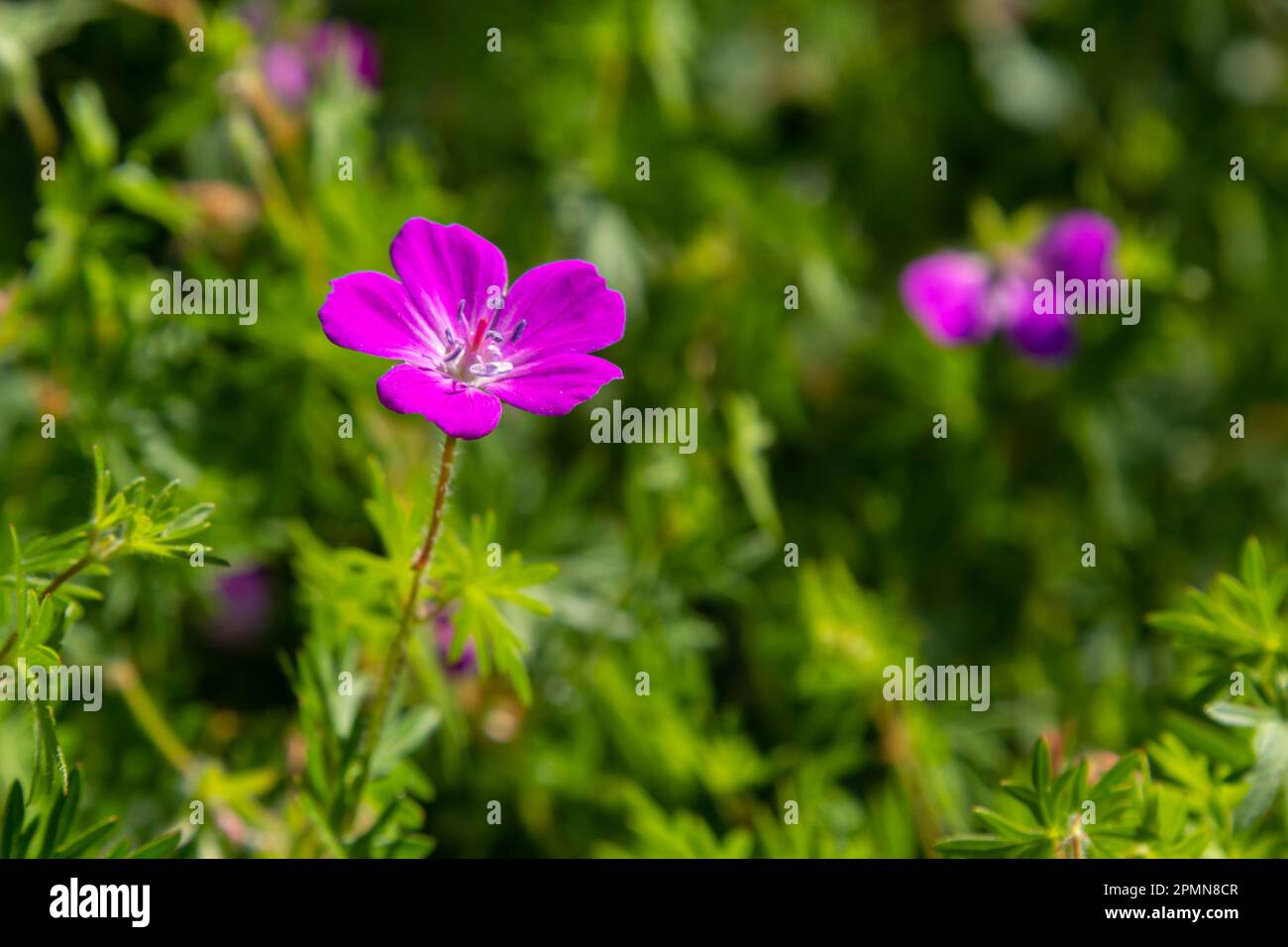 Purple flowers of Wild Geranium maculatum close up. Spring nature ...